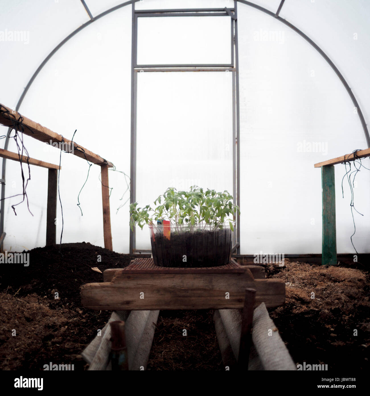 Plant growing in polytunnel Stock Photo - Alamy