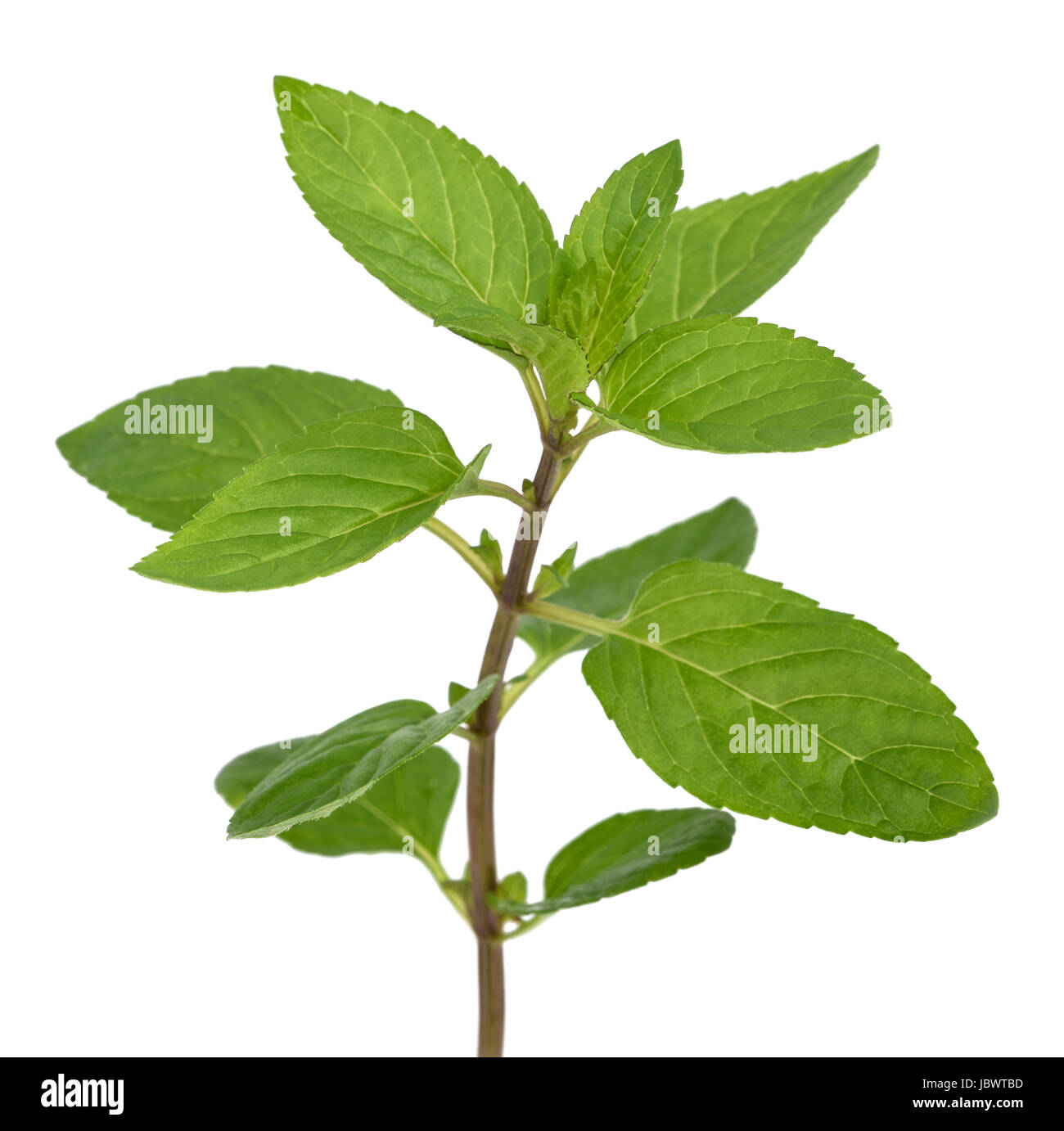 Fresh mint sprig isolated on white background Stock Photo - Alamy