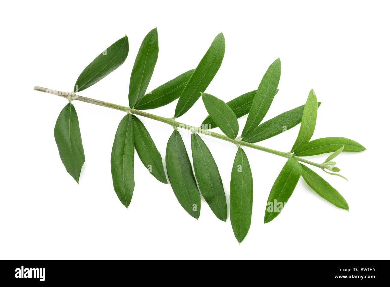 Olive Branch Stock Photos & Olive Branch Stock Images - Alamy