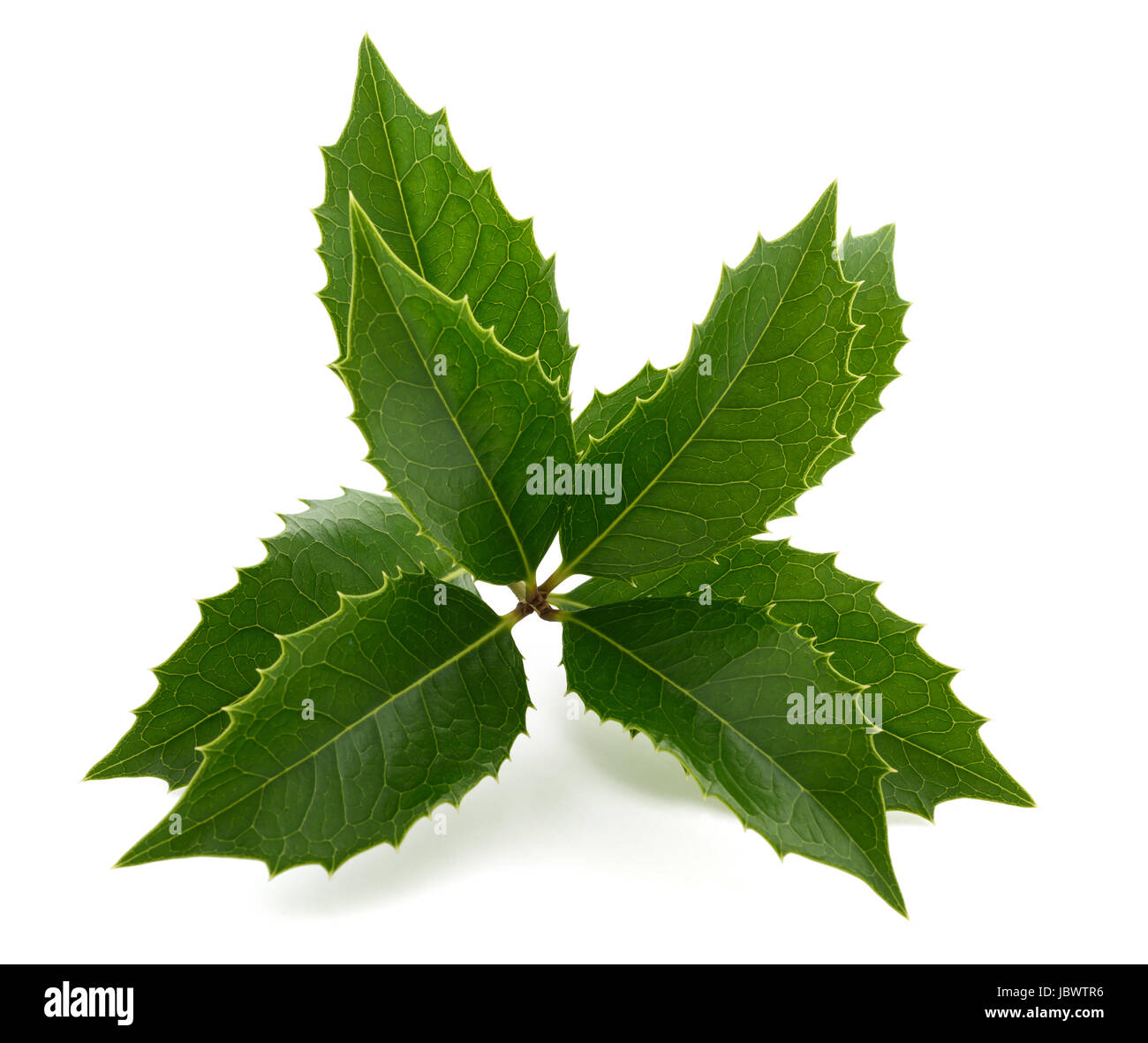 holly isolated on white background Stock Photo - Alamy