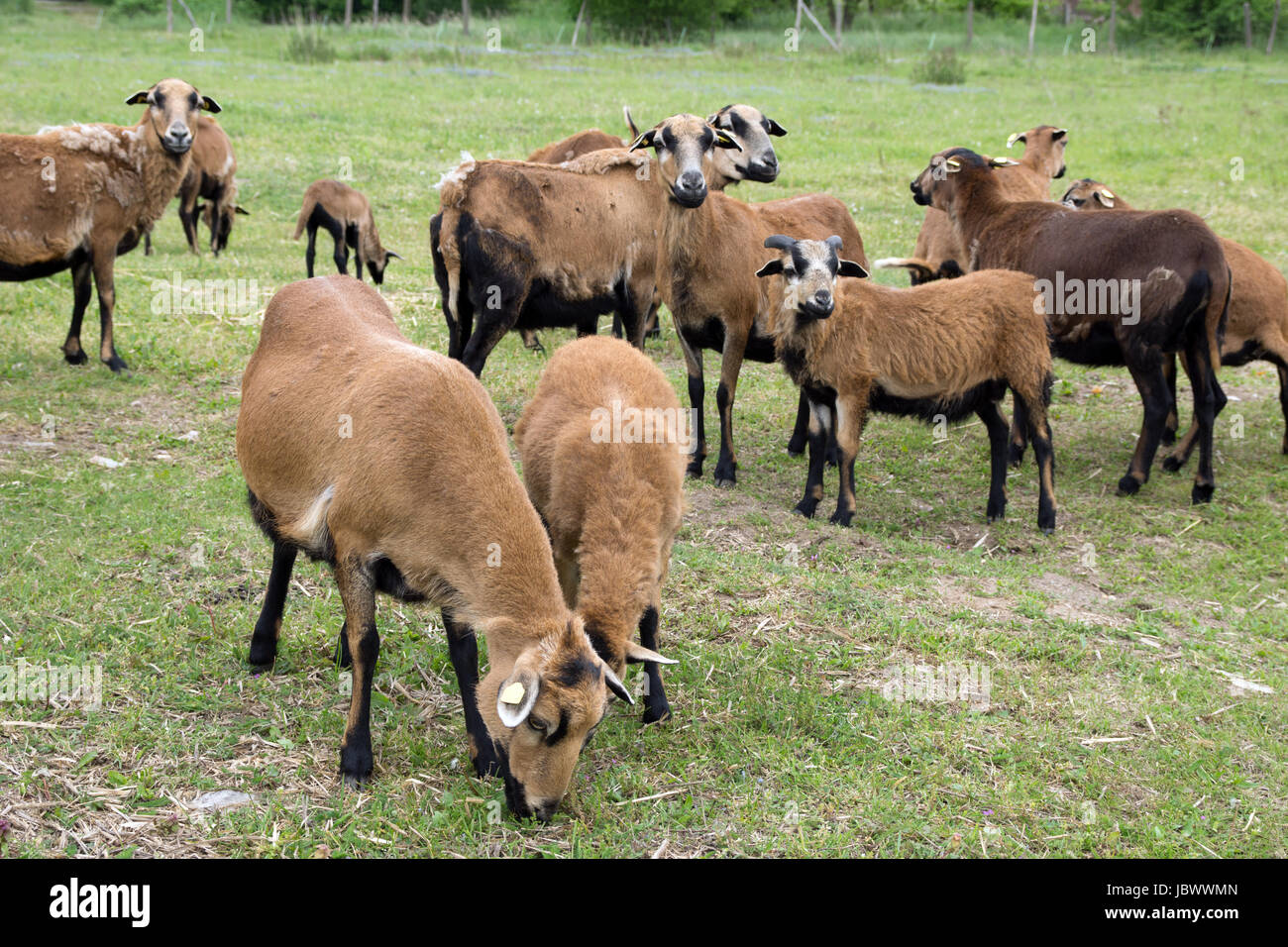 Goat herd on a pasture Stock Photo - Alamy