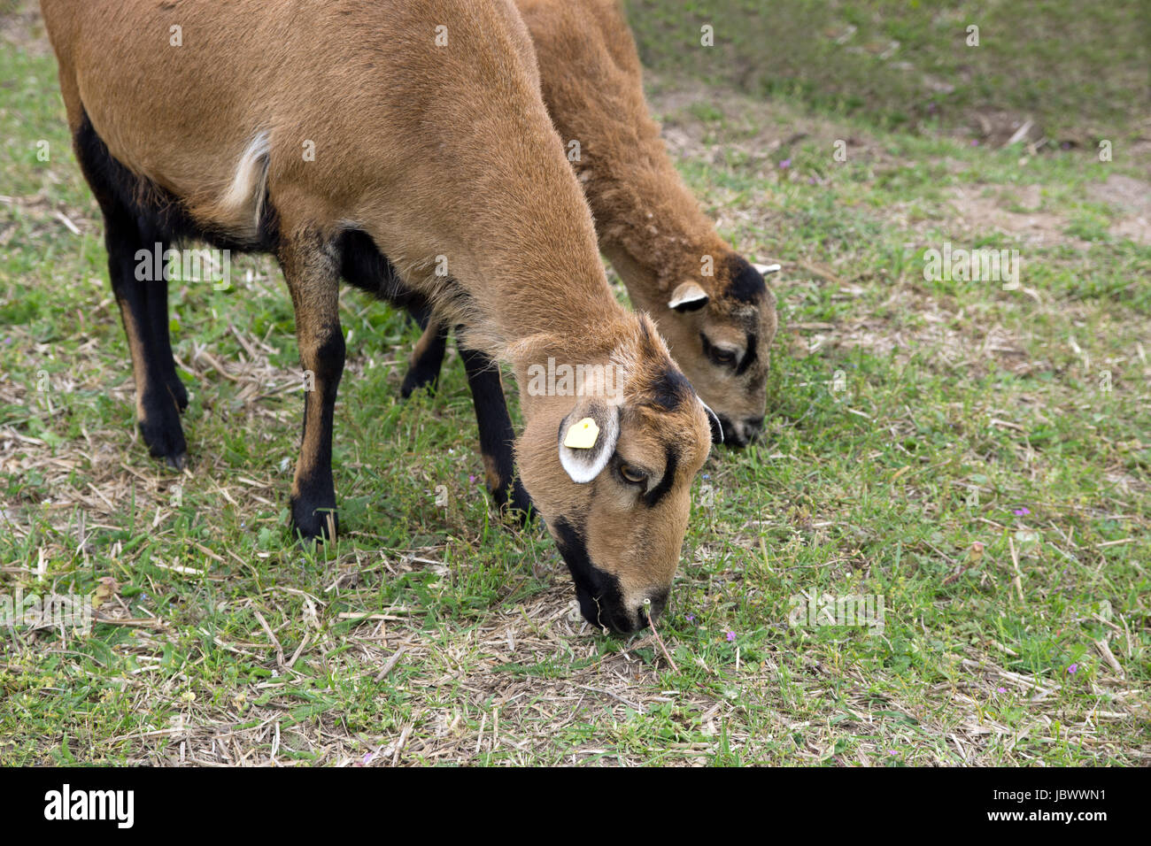 Goat herd on a pasture Stock Photo - Alamy