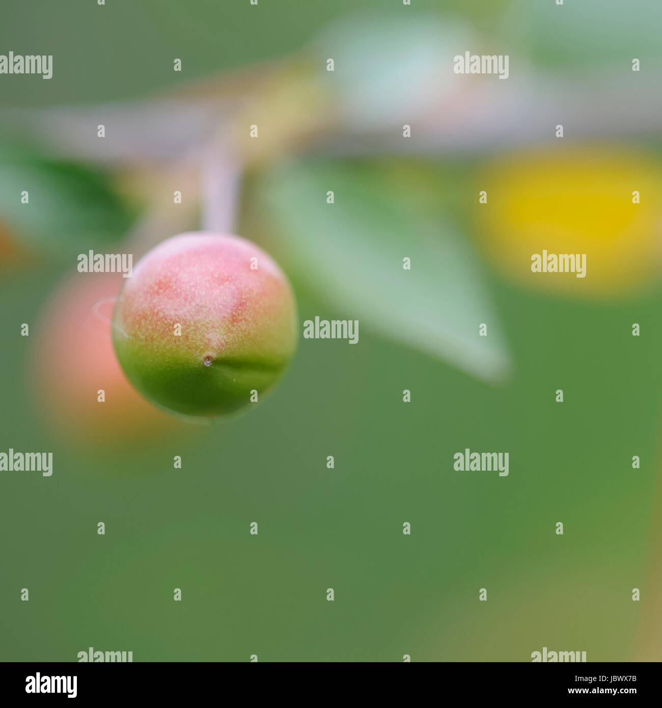 Immature drupes hi-res stock photography and images - Alamy