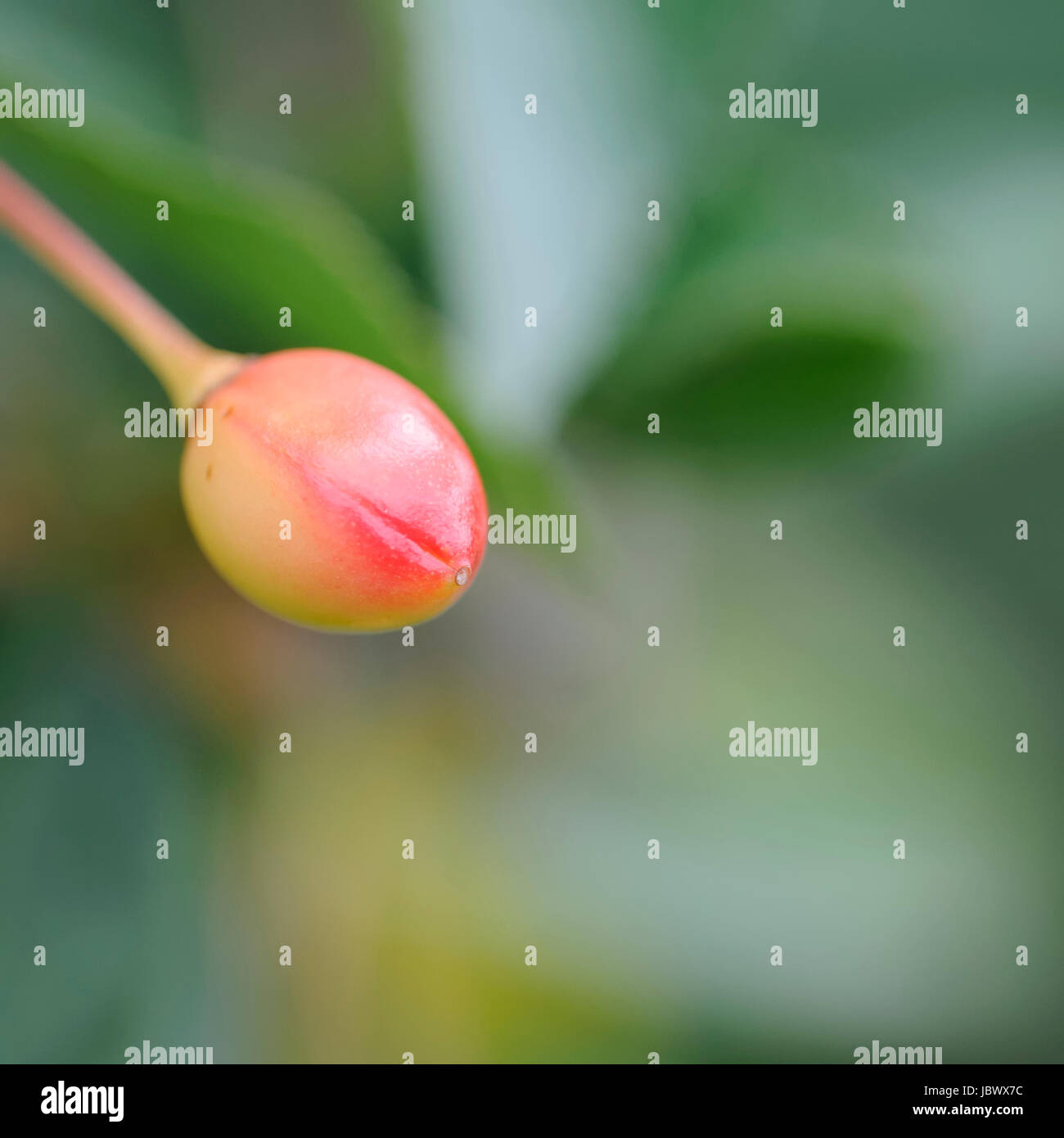 Immature drupes hi-res stock photography and images - Alamy