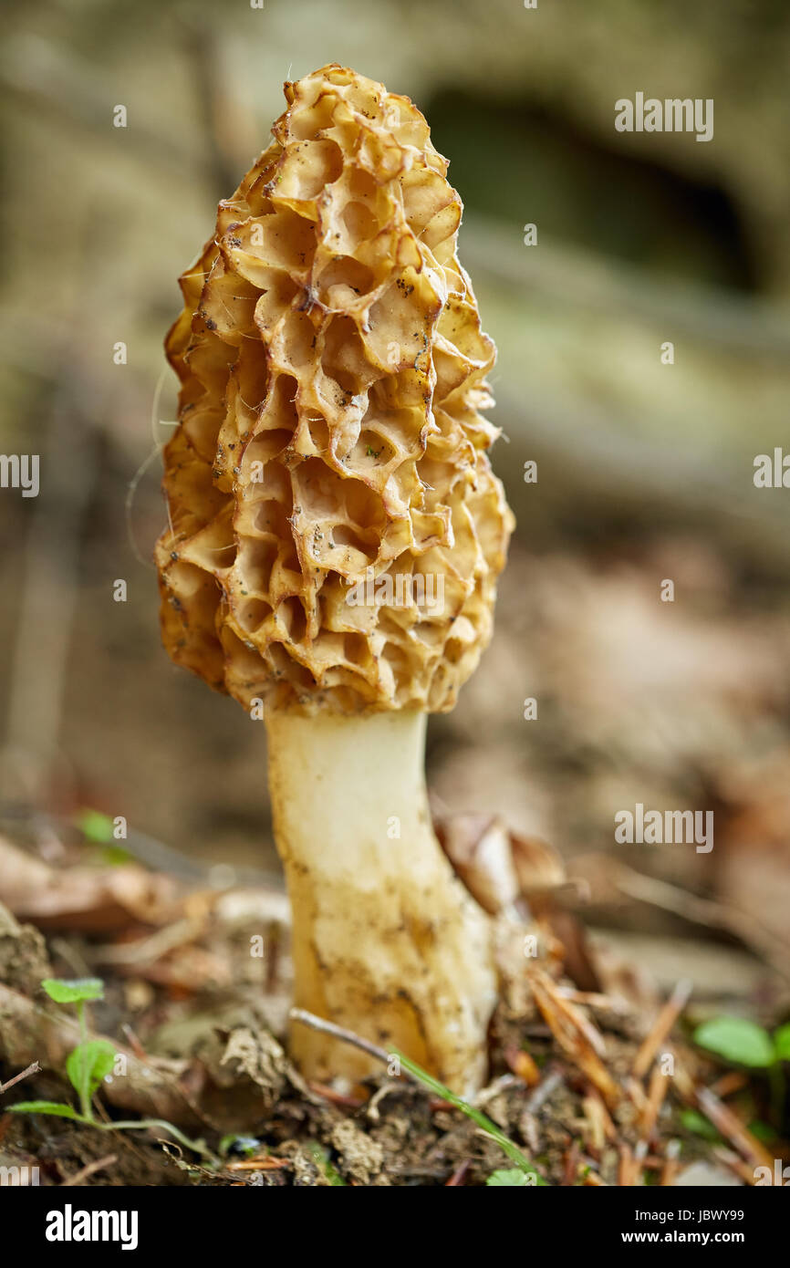 Common morel mushroom (Morchella esculenta) on forest floor, closeup ...