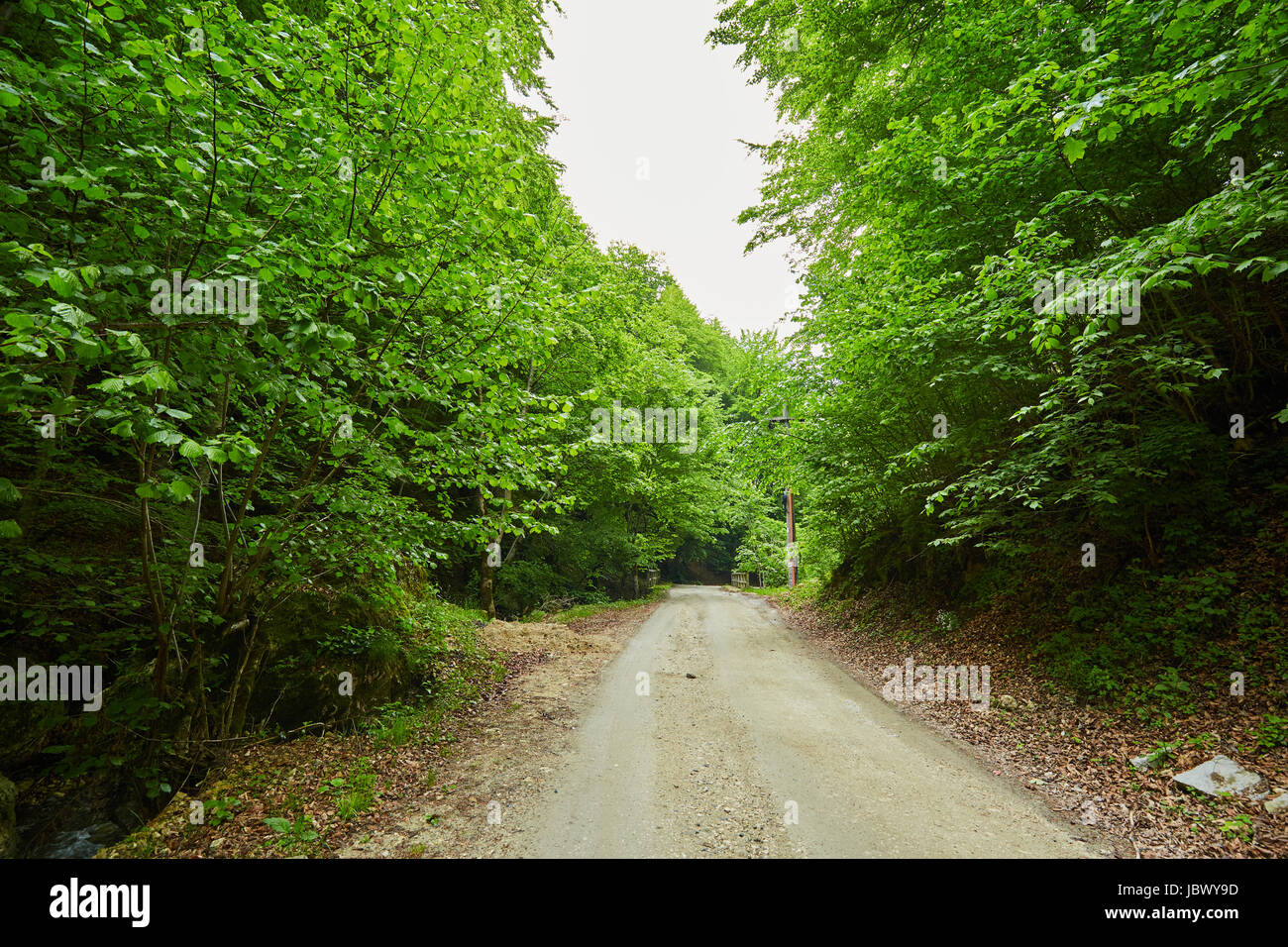 Dirt road going through a deciduous forest Stock Photo - Alamy