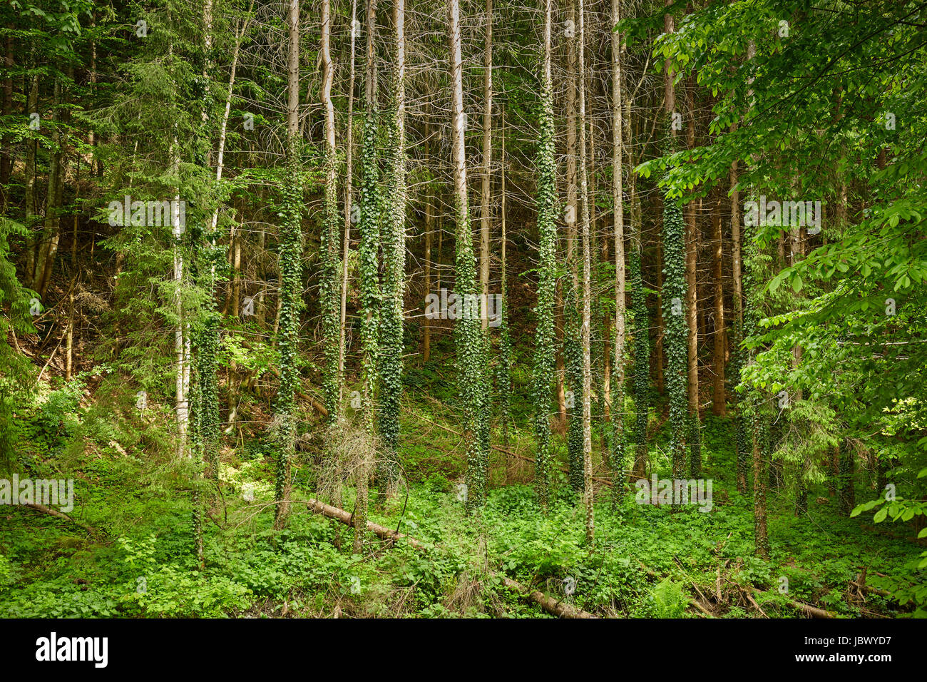 Trees covered in vines in the forest Stock Photo - Alamy