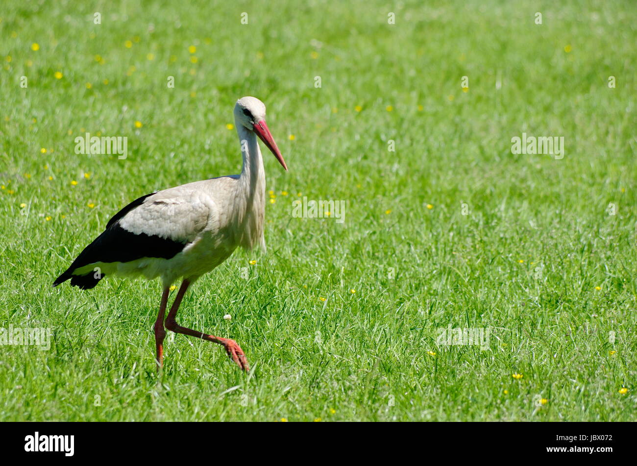 adebar on walk Stock Photo - Alamy