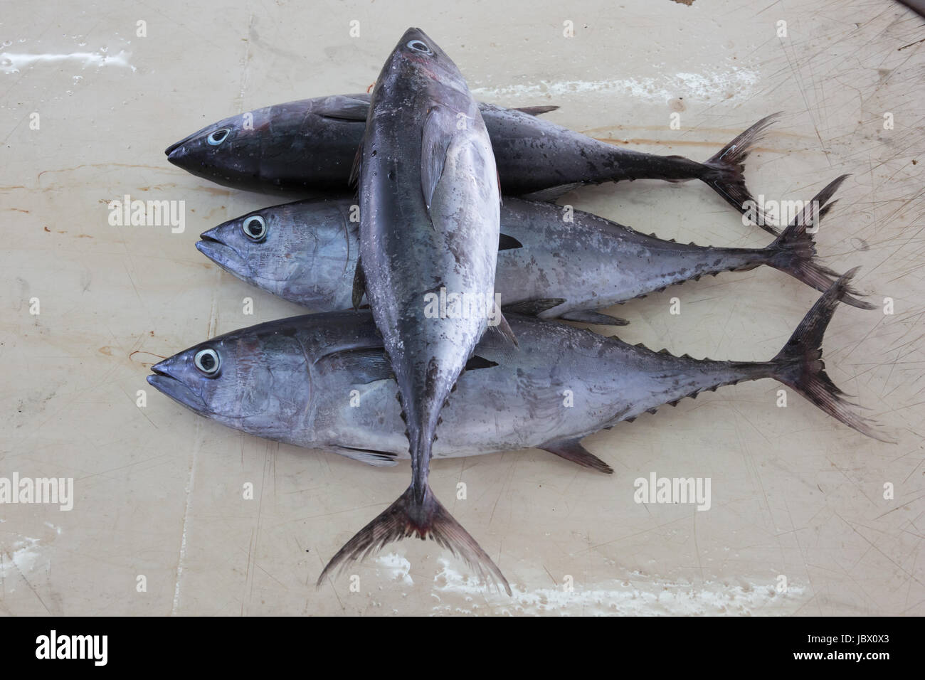 Longtail tuna on a market in Oman Stock Photo - Alamy