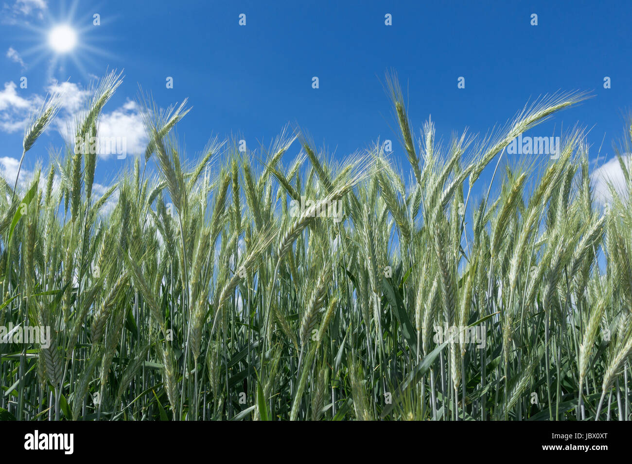 Green rye in sunshine Stock Photo - Alamy