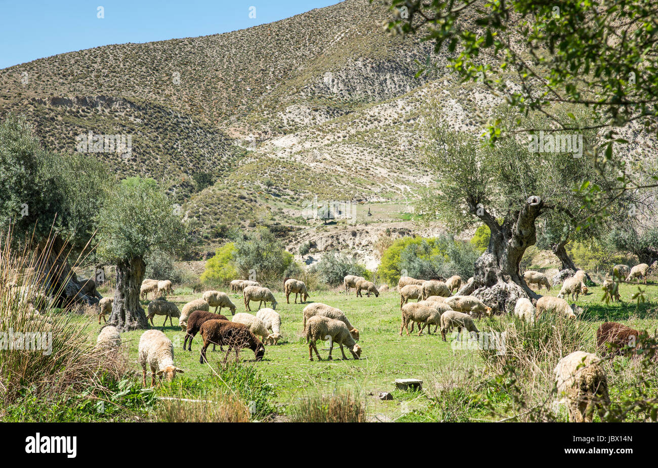 Herd of sheep between the olive trees in Andalusia spain Stock Photo ...