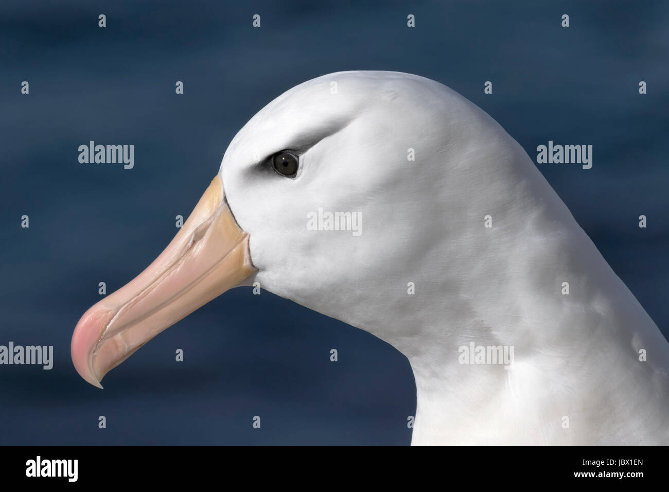 Close up face albatross hi-res stock photography and images - Alamy