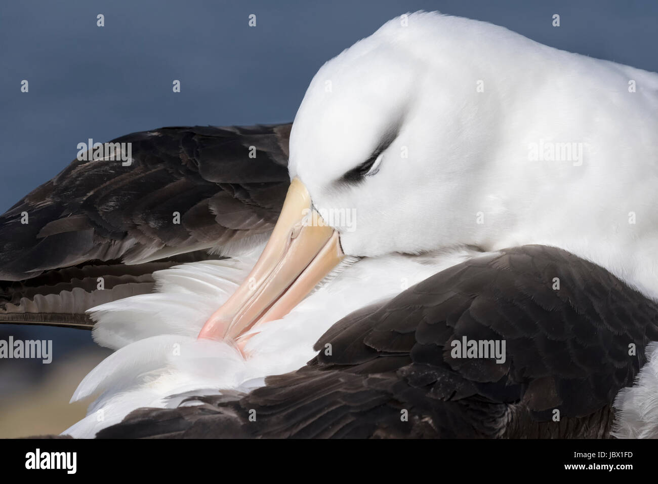 Close up face albatross hi-res stock photography and images - Alamy