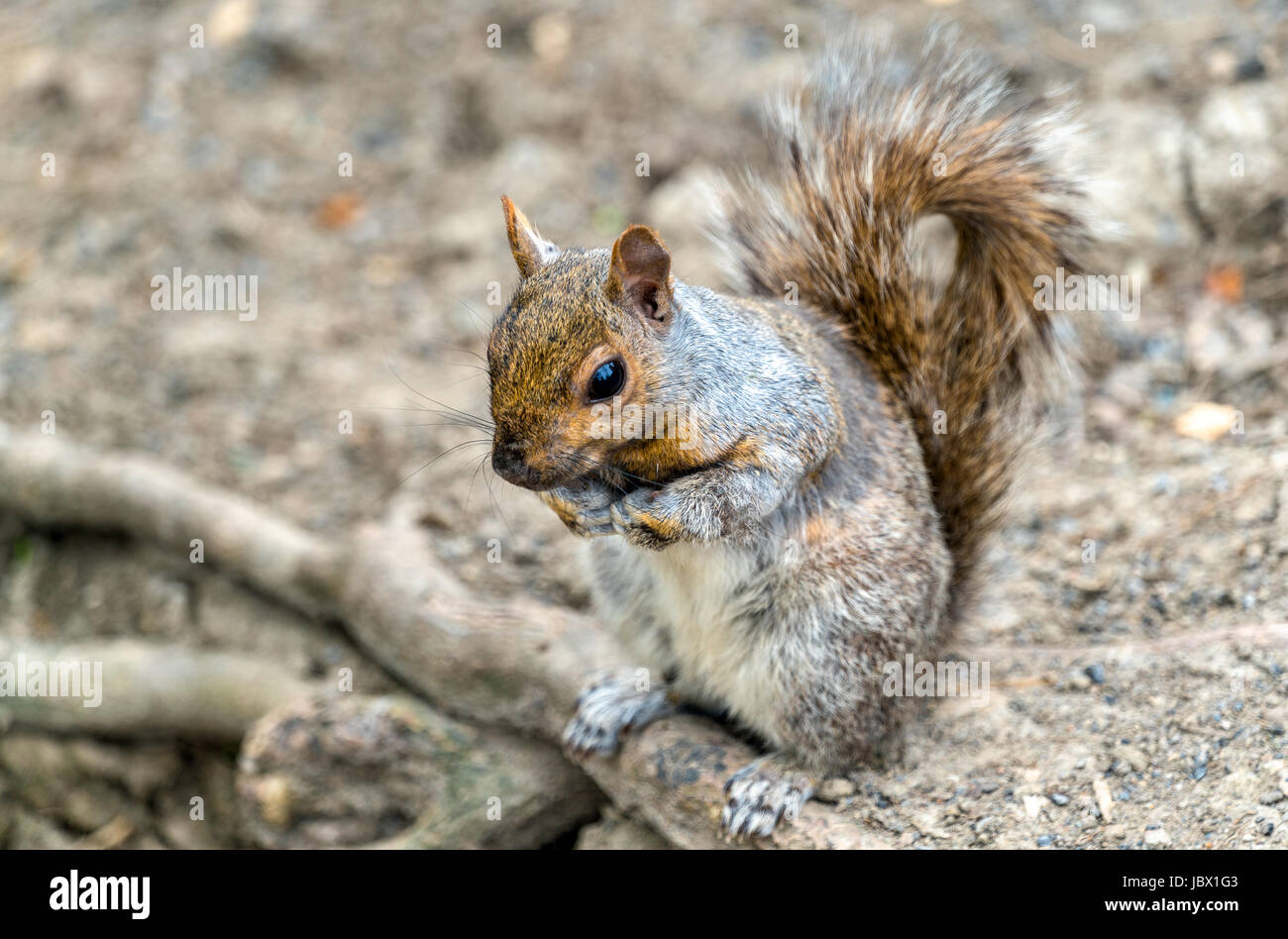 Eastern Gray Squirrel in Montreal - Quebec, Canada Stock Photo - Alamy