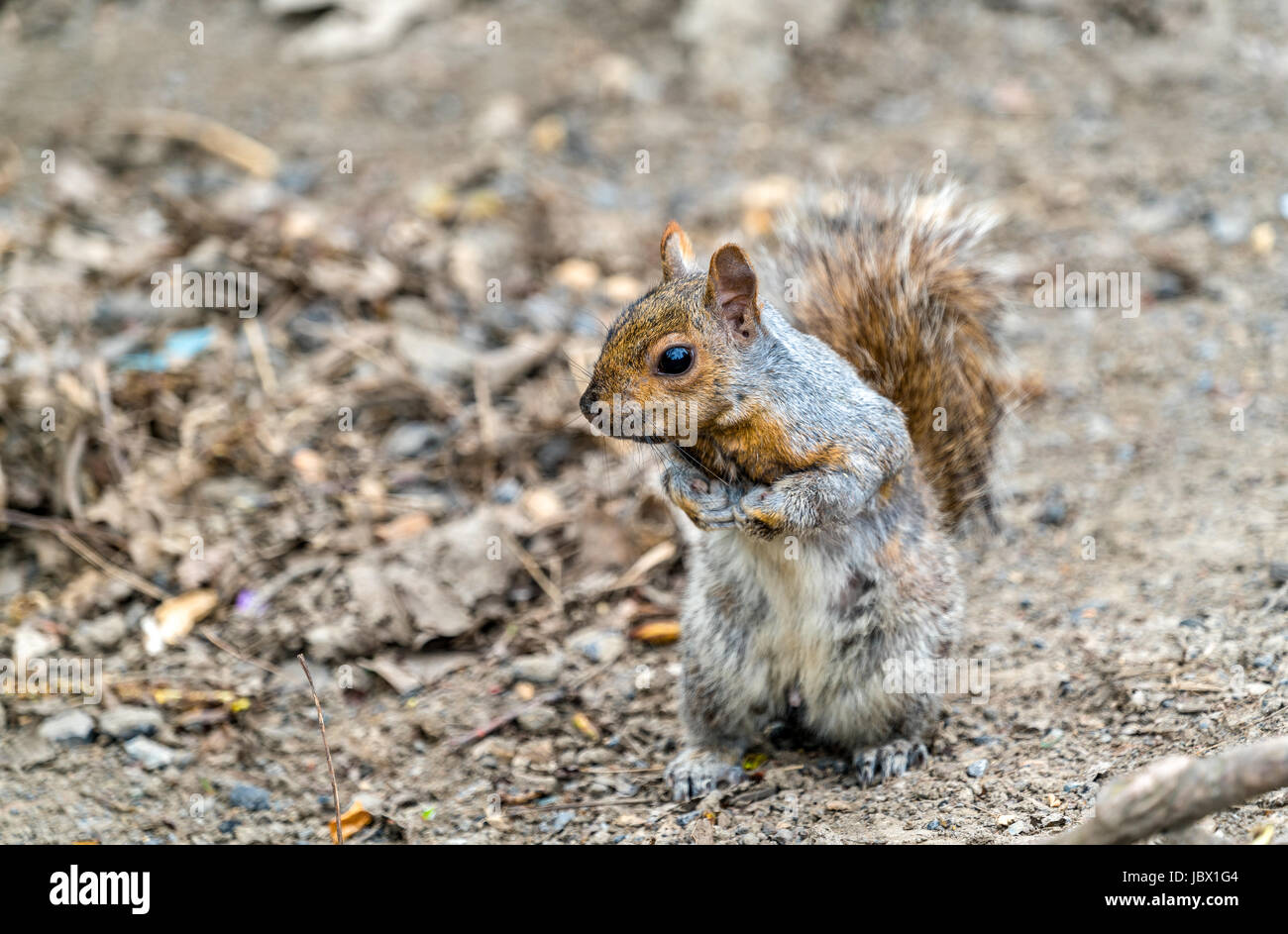 Eastern Gray Squirrel in Montreal - Quebec, Canada Stock Photo - Alamy