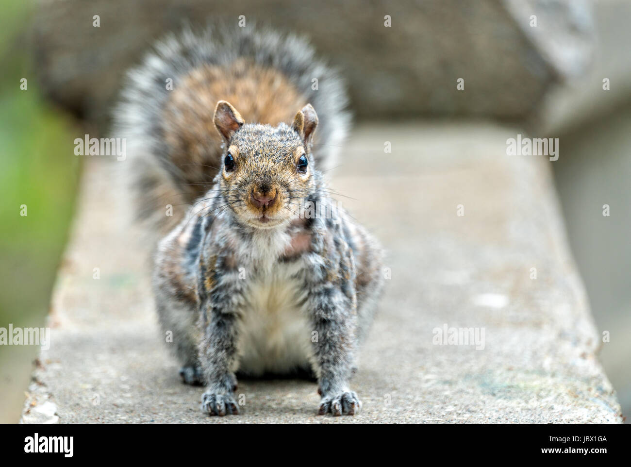 Eastern Gray Squirrel in Montreal - Quebec, Canada Stock Photo - Alamy