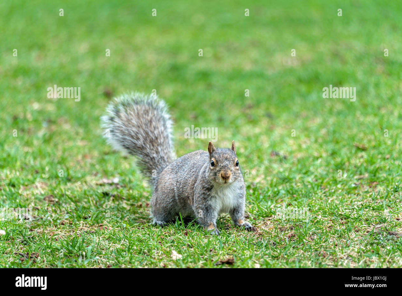 Eastern Gray Squirrel in Montreal - Quebec, Canada Stock Photo - Alamy