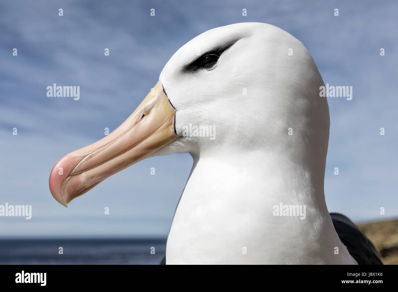 Close up face albatross hi-res stock photography and images - Alamy
