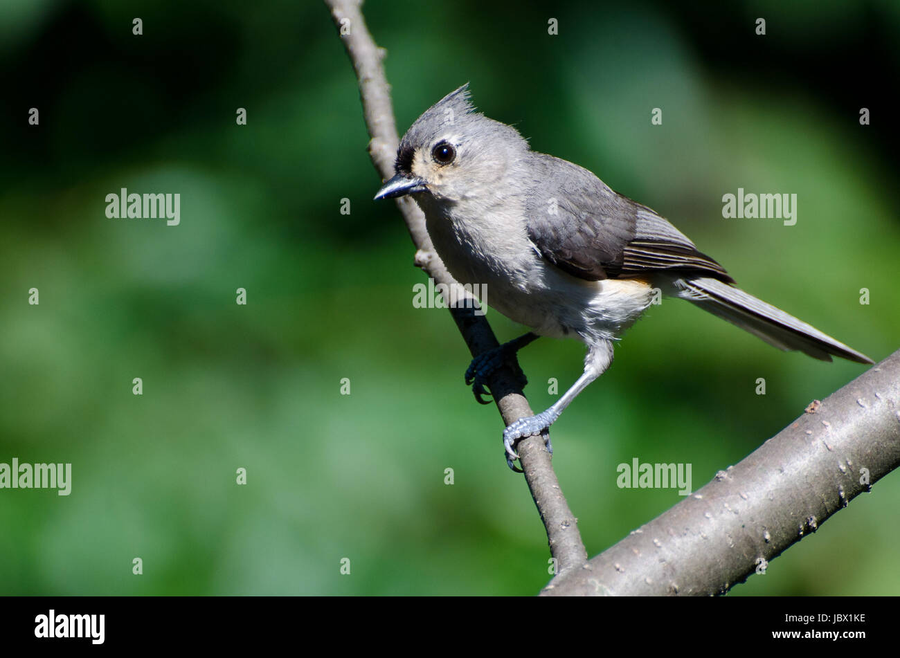 Titmouse with blue cap hi-res stock photography and images - Alamy