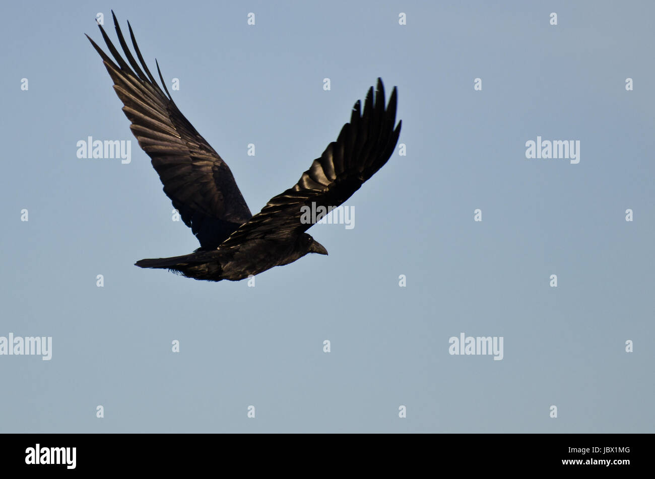 Common Raven Flying in a Blue Sky Stock Photo - Alamy