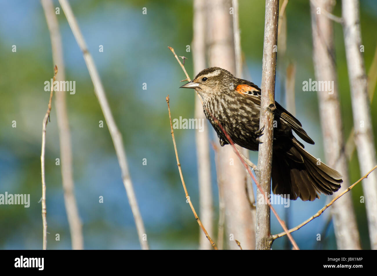 Baby Red Winged Blackbird Stock Photos & Baby Red Winged Blackbird ...