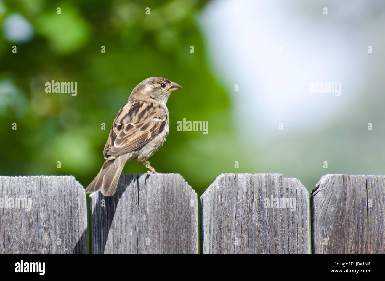 House Sparrow Resting on the Backyard Fence Stock Photo - Alamy