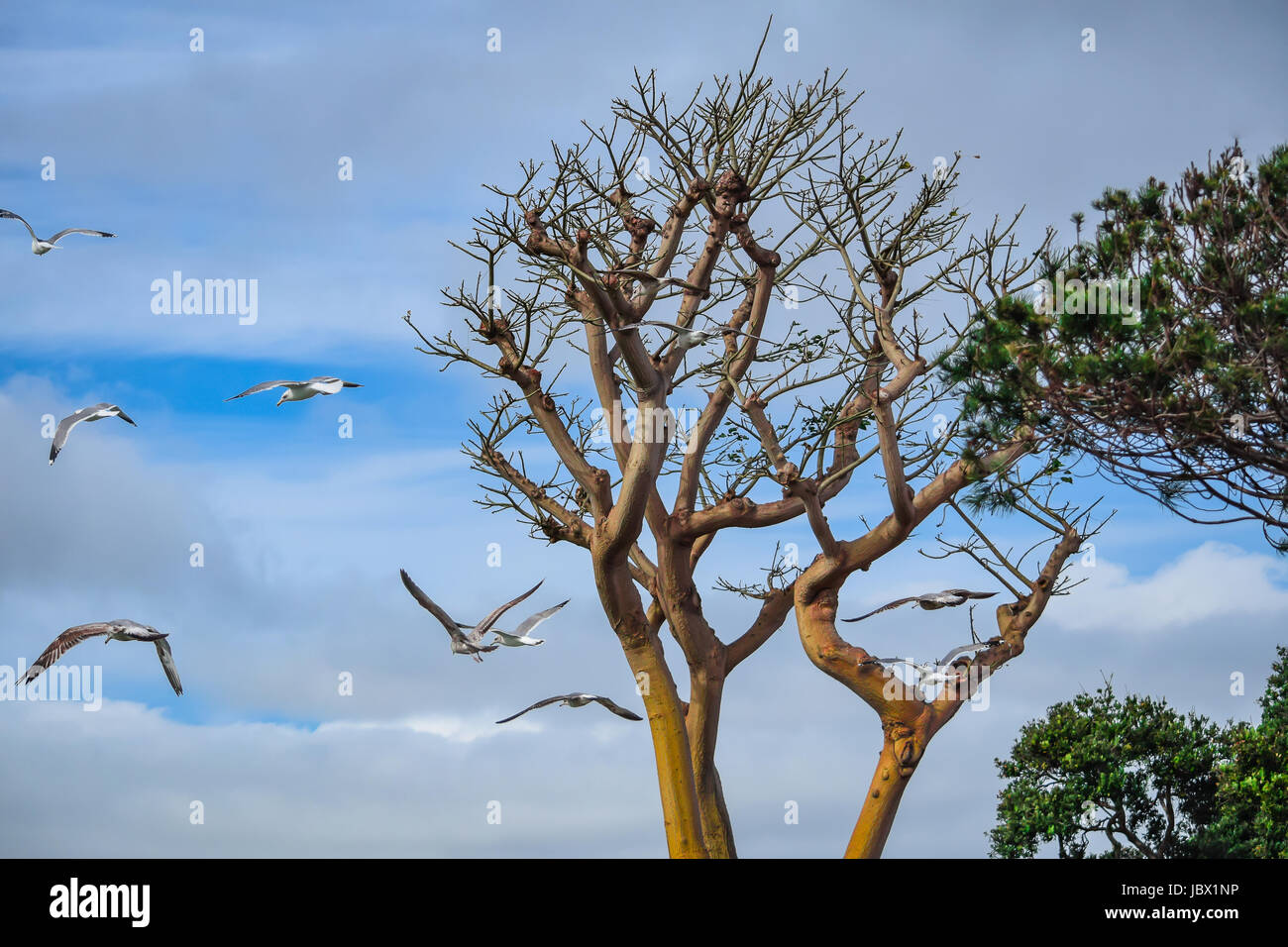 Bird searching for food at the pond Stock Photo - Alamy