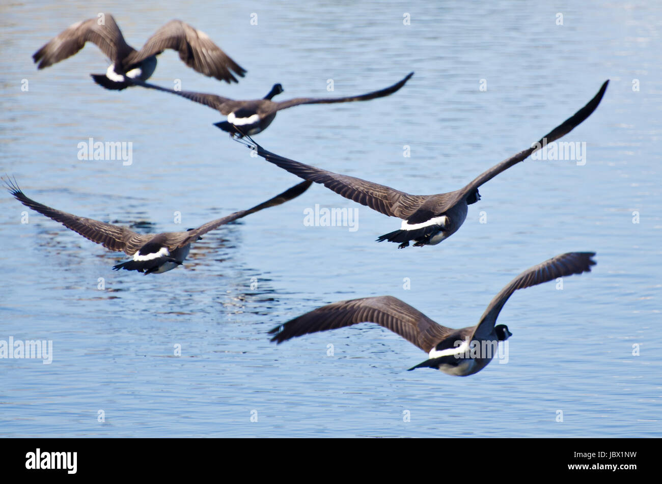 Flock of Geese Taking Off from Water Stock Photo - Alamy