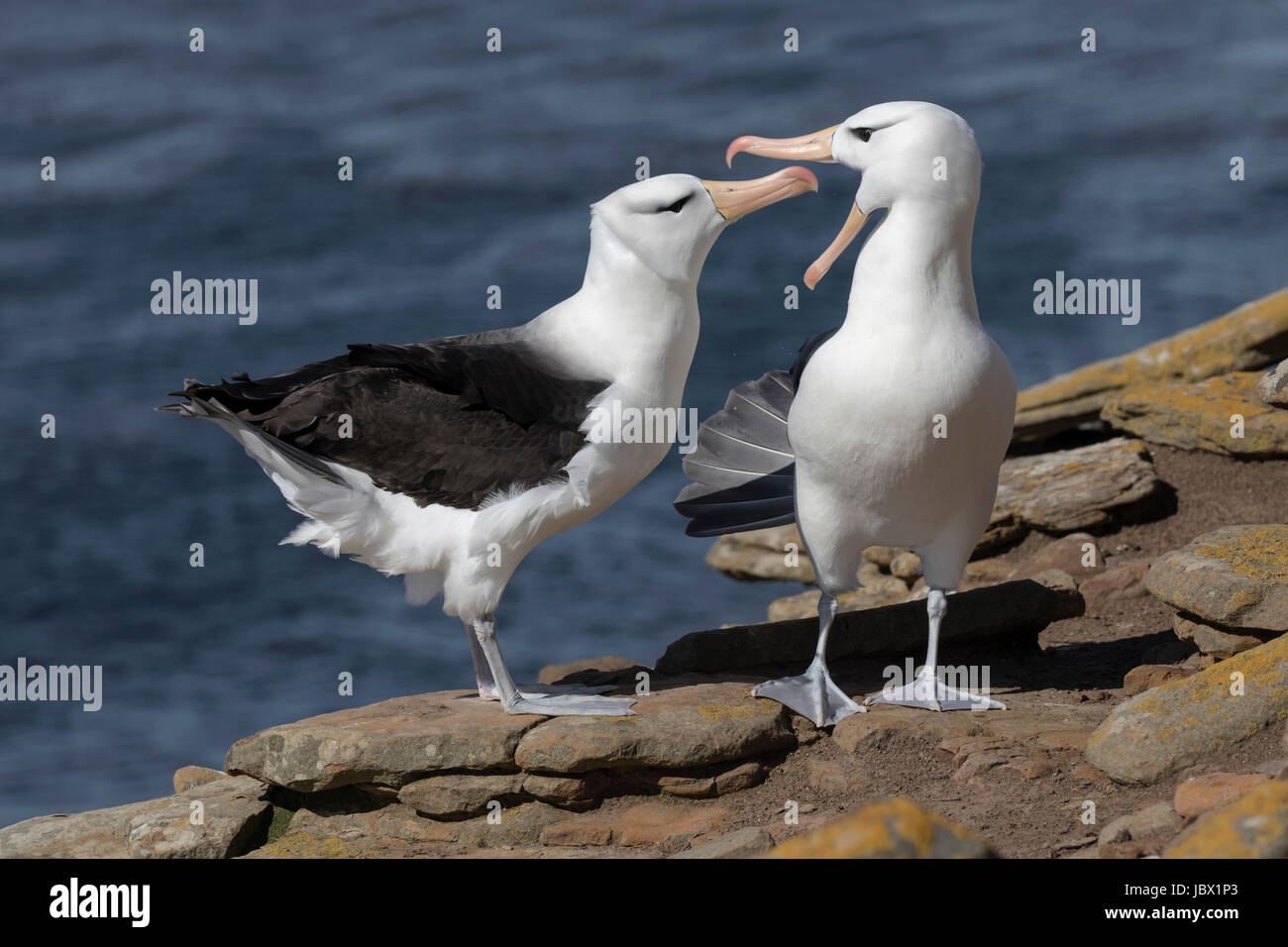 Courtship black browed albatross hi-res stock photography and images ...