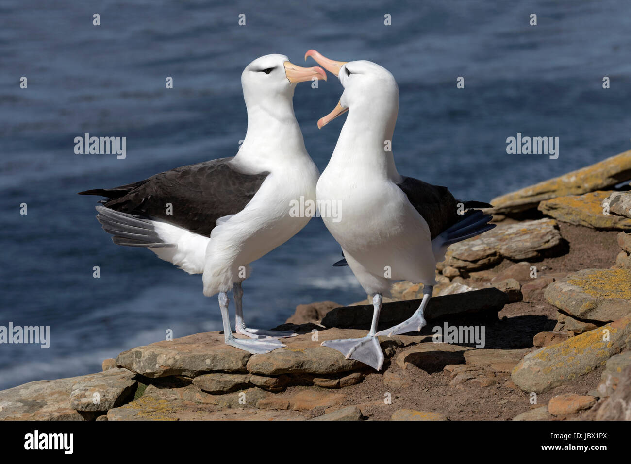 Courtship black browed albatross hi-res stock photography and images ...