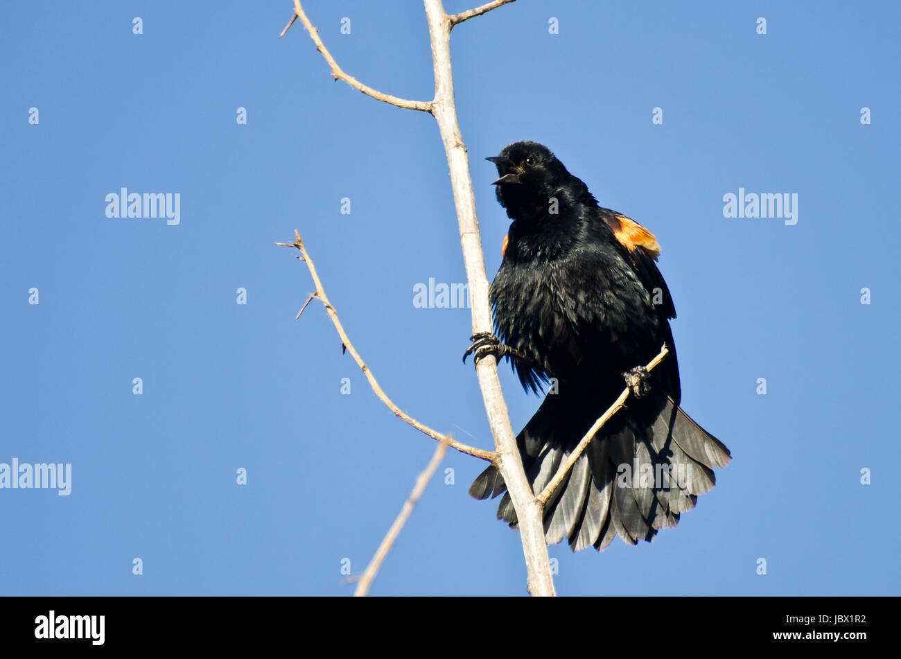 Red-Winged Blackbird Calling While Perched in Tree Stock Photo - Alamy