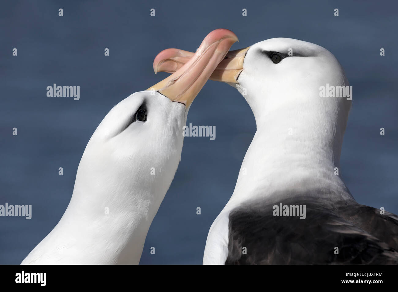 Close up face albatross hi-res stock photography and images - Alamy