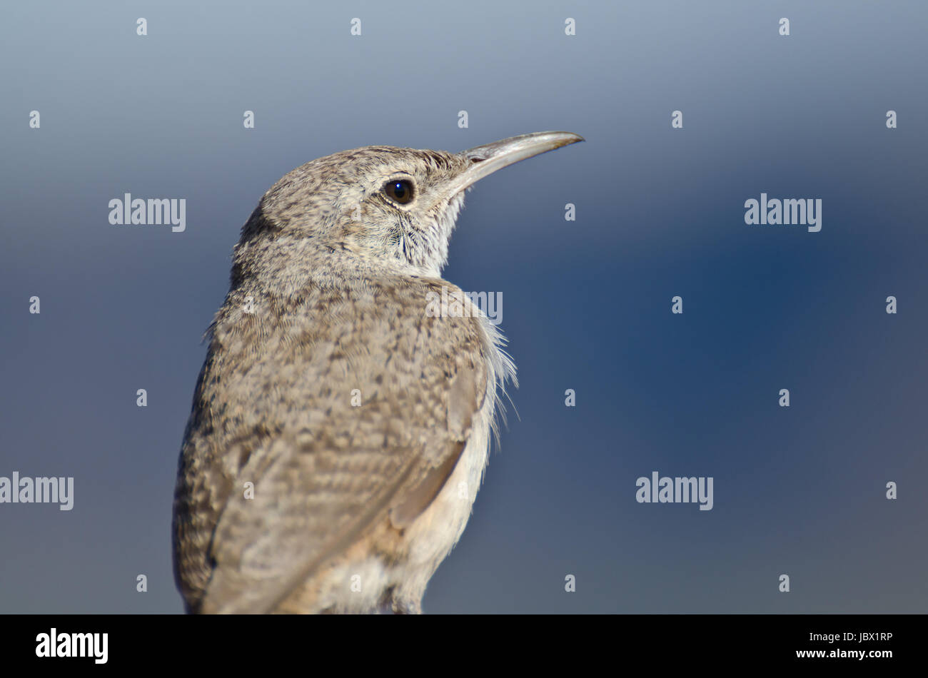 Profile of a Rock Wren Stock Photo - Alamy