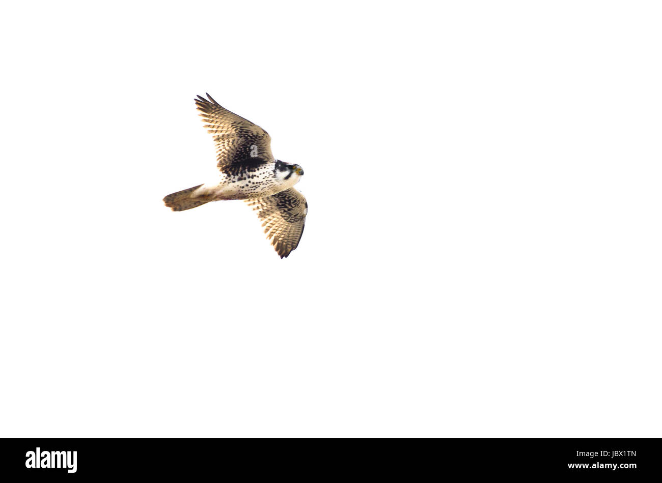Prairie Falcon Flying on White Background Stock Photo - Alamy