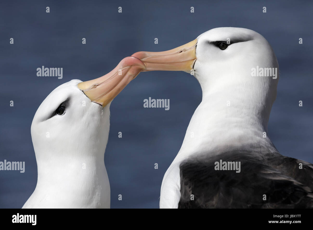 Close up face albatross hi-res stock photography and images - Alamy