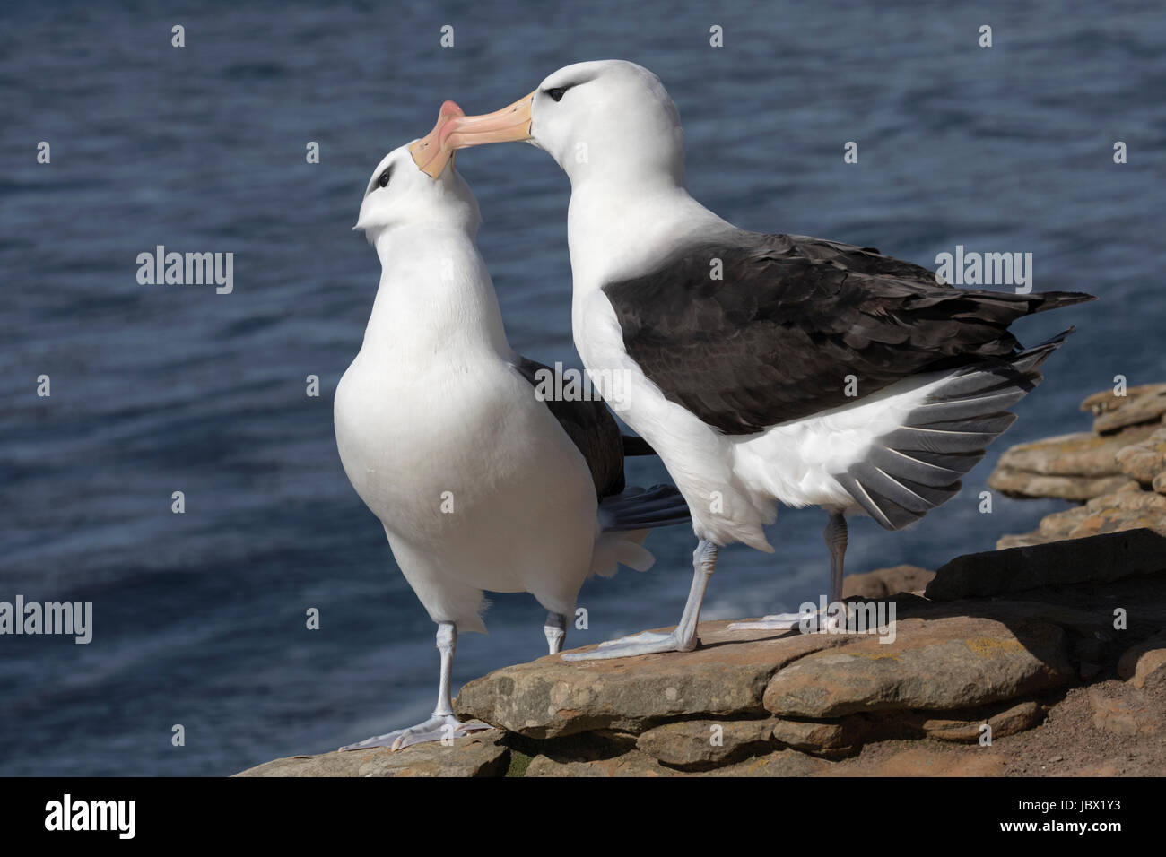 Courtship black browed albatross hi-res stock photography and images ...