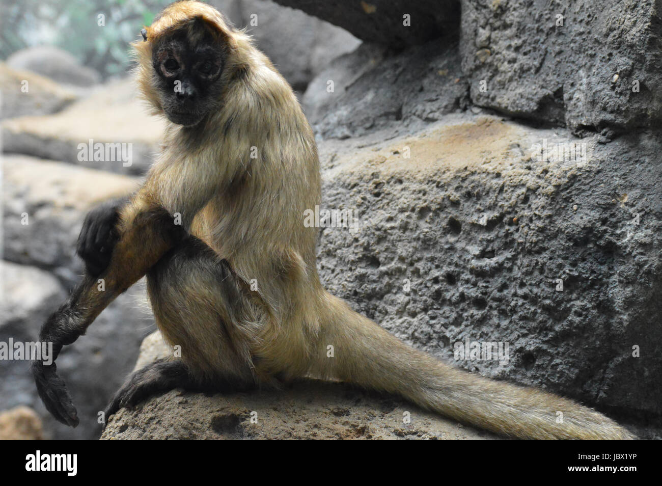 Monkey is watching hi-res stock photography and images - Alamy
