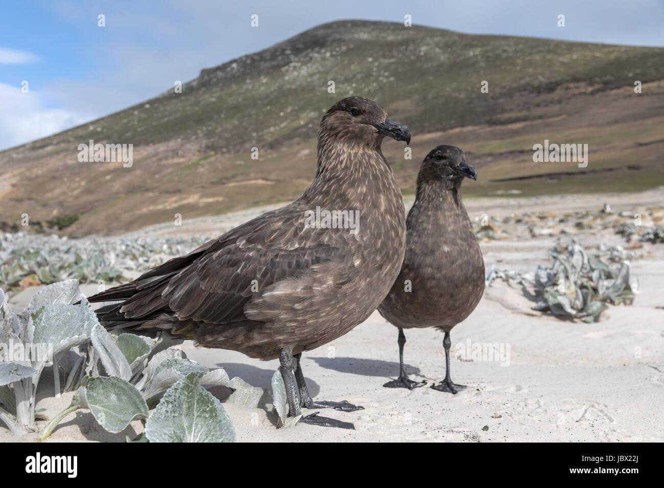 Species skua hi-res stock photography and images - Alamy