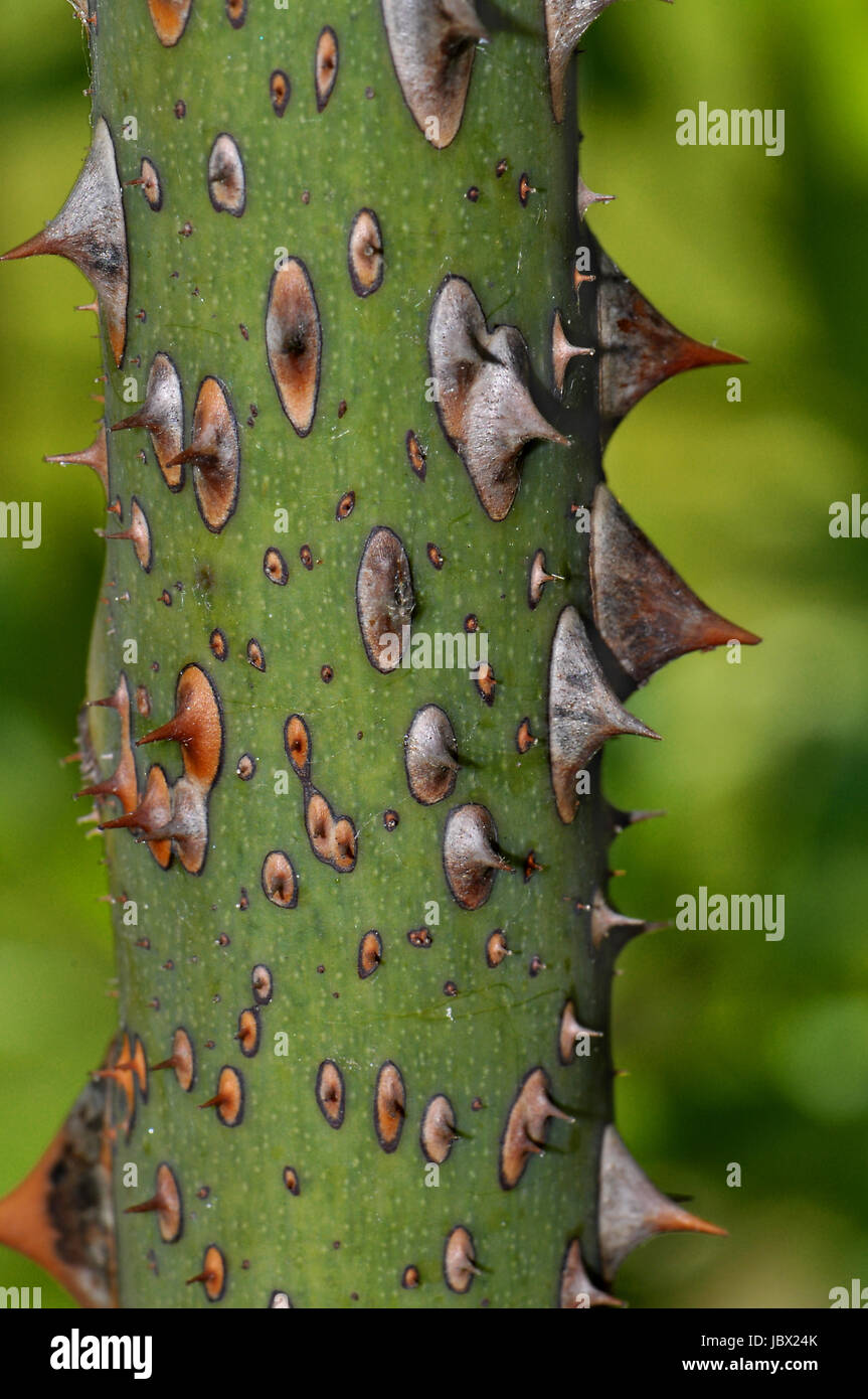 Rosendornen hi-res stock photography and images - Alamy