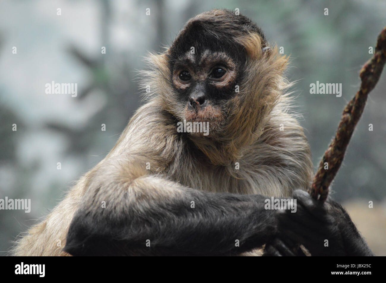 Monkey is watching hi-res stock photography and images - Alamy