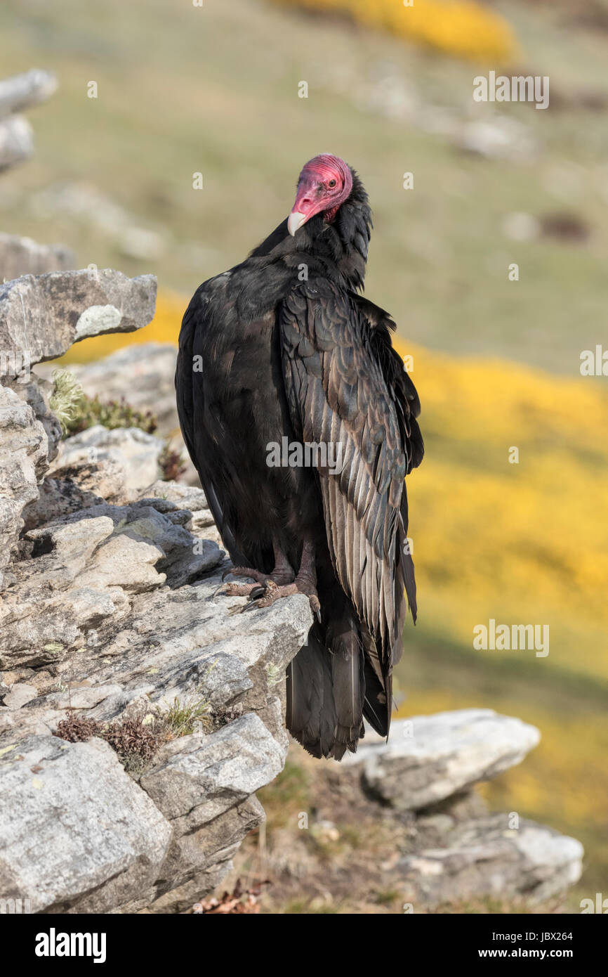 Large turkey vulture bird hi-res stock photography and images - Alamy