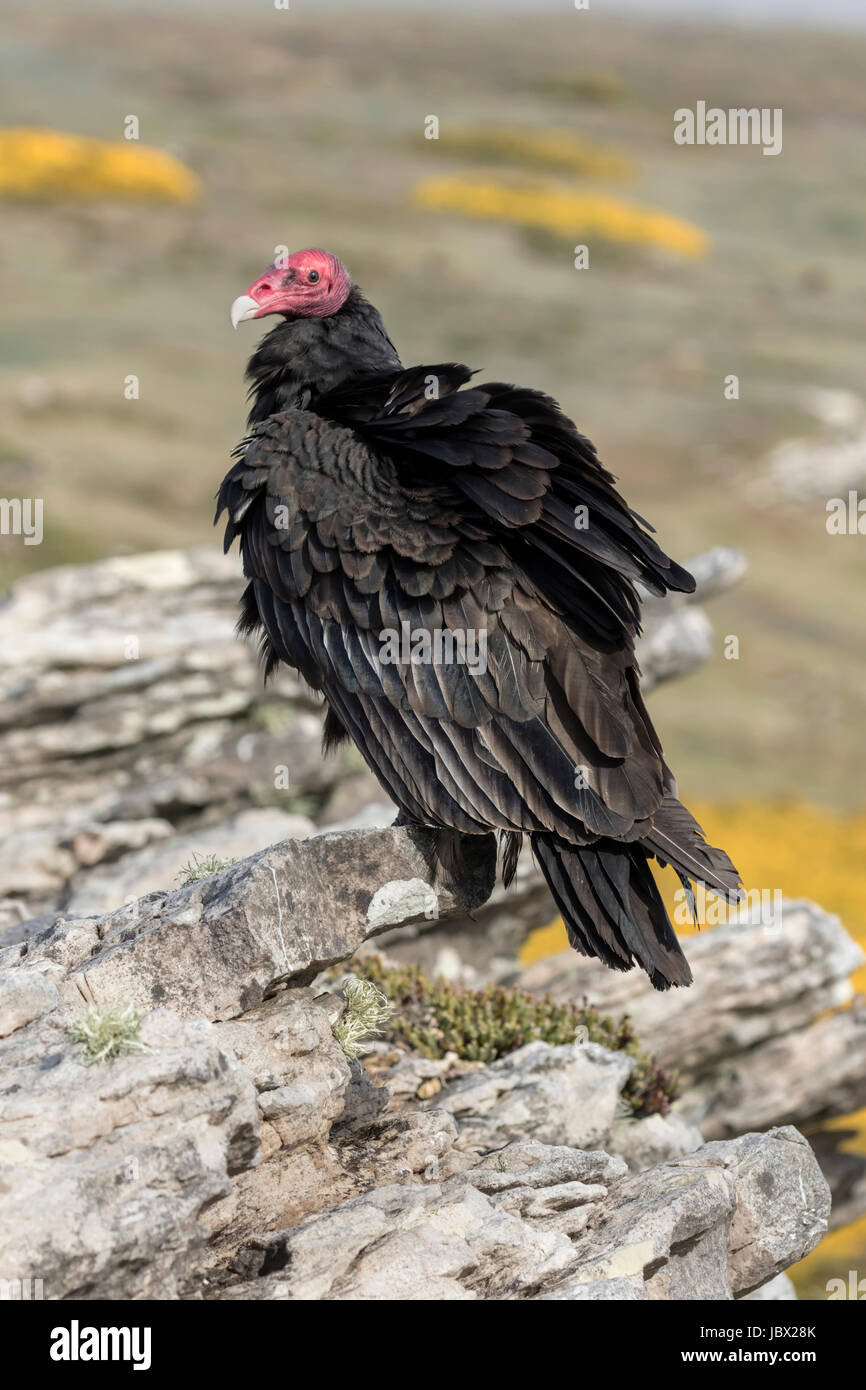 Falkland mountain hi-res stock photography and images - Alamy