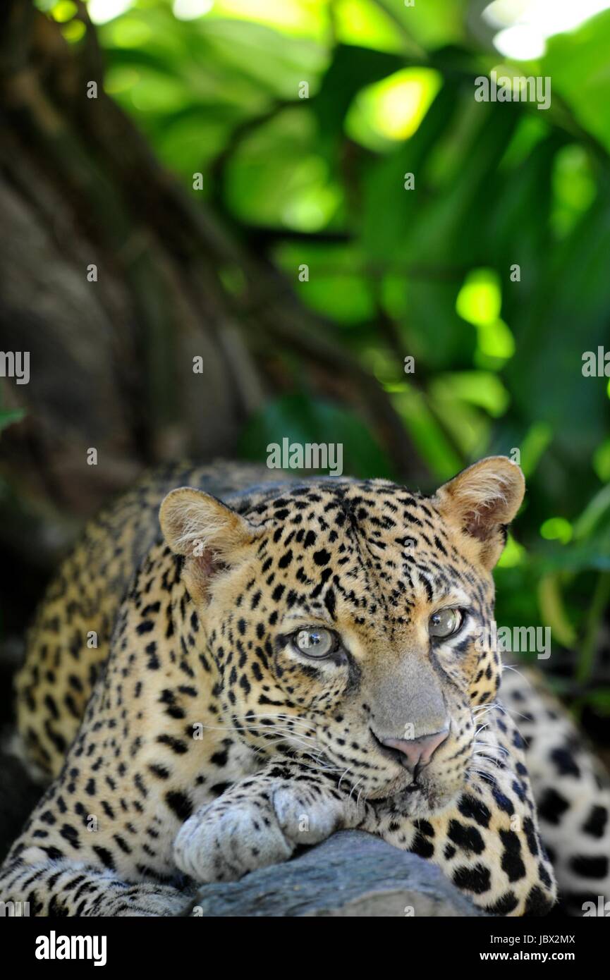 A close up shot of an African Leopard Stock Photo - Alamy