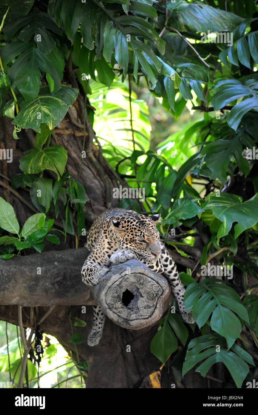 A close up shot of an African Leopard Stock Photo - Alamy