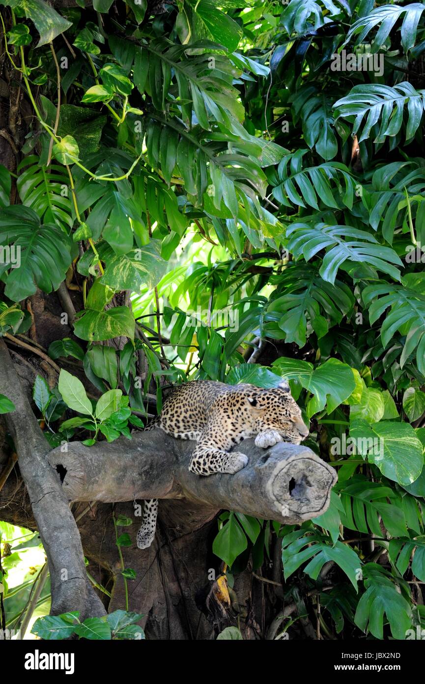 A close up shot of an African Leopard Stock Photo - Alamy