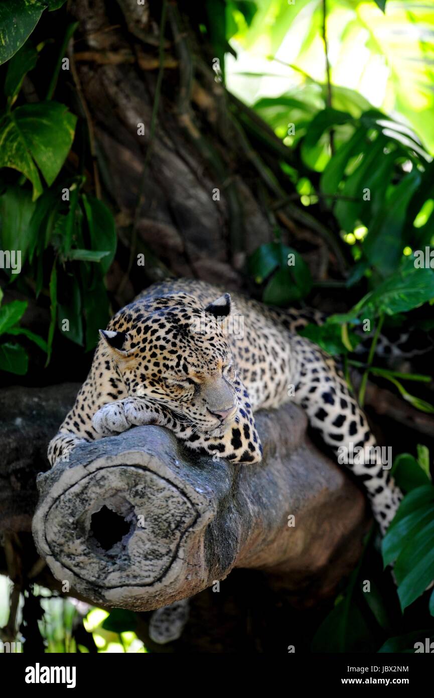 A close up shot of an African Leopard Stock Photo - Alamy