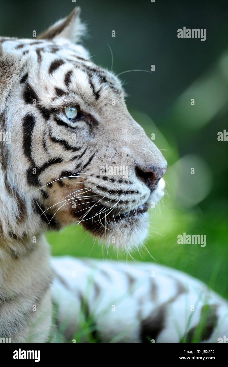 A close up shot of a white Tiger Stock Photo - Alamy
