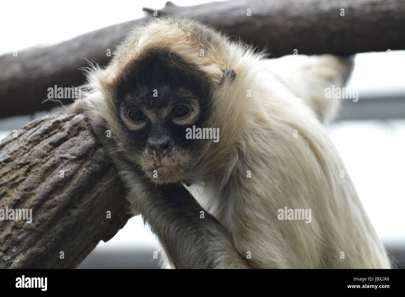 Monkey face close up hi-res stock photography and images - Alamy