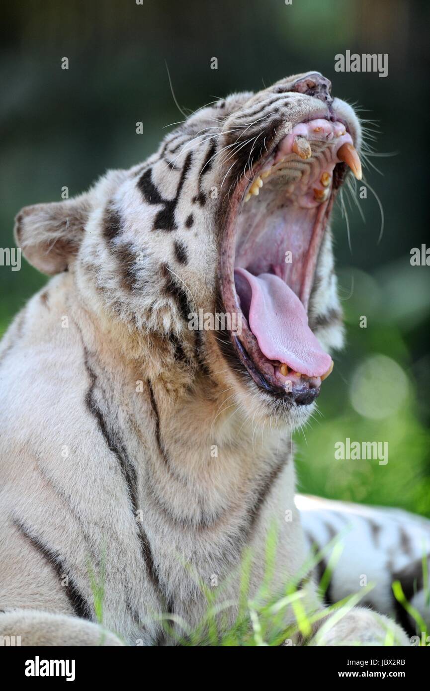 A close up shot of a white Tiger Stock Photo - Alamy
