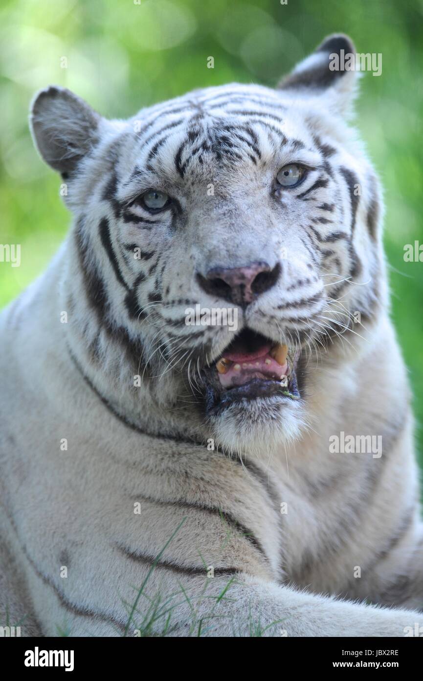 A close up shot of a white Tiger Stock Photo - Alamy